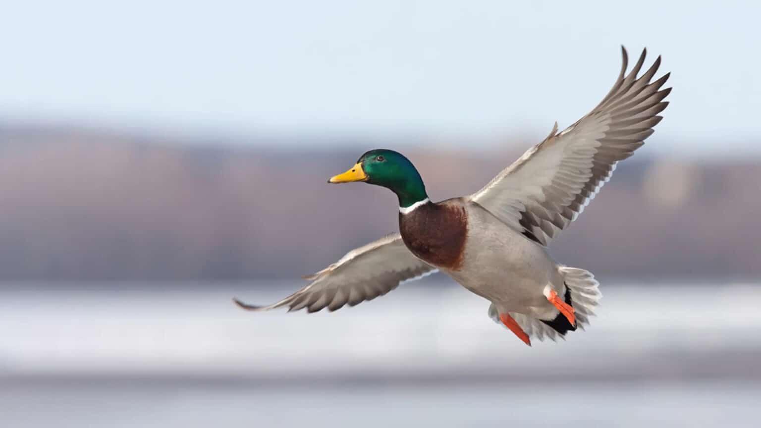 A Guided Duck Hunt: The Easy Way to Learn Hunting | bushlife.ca